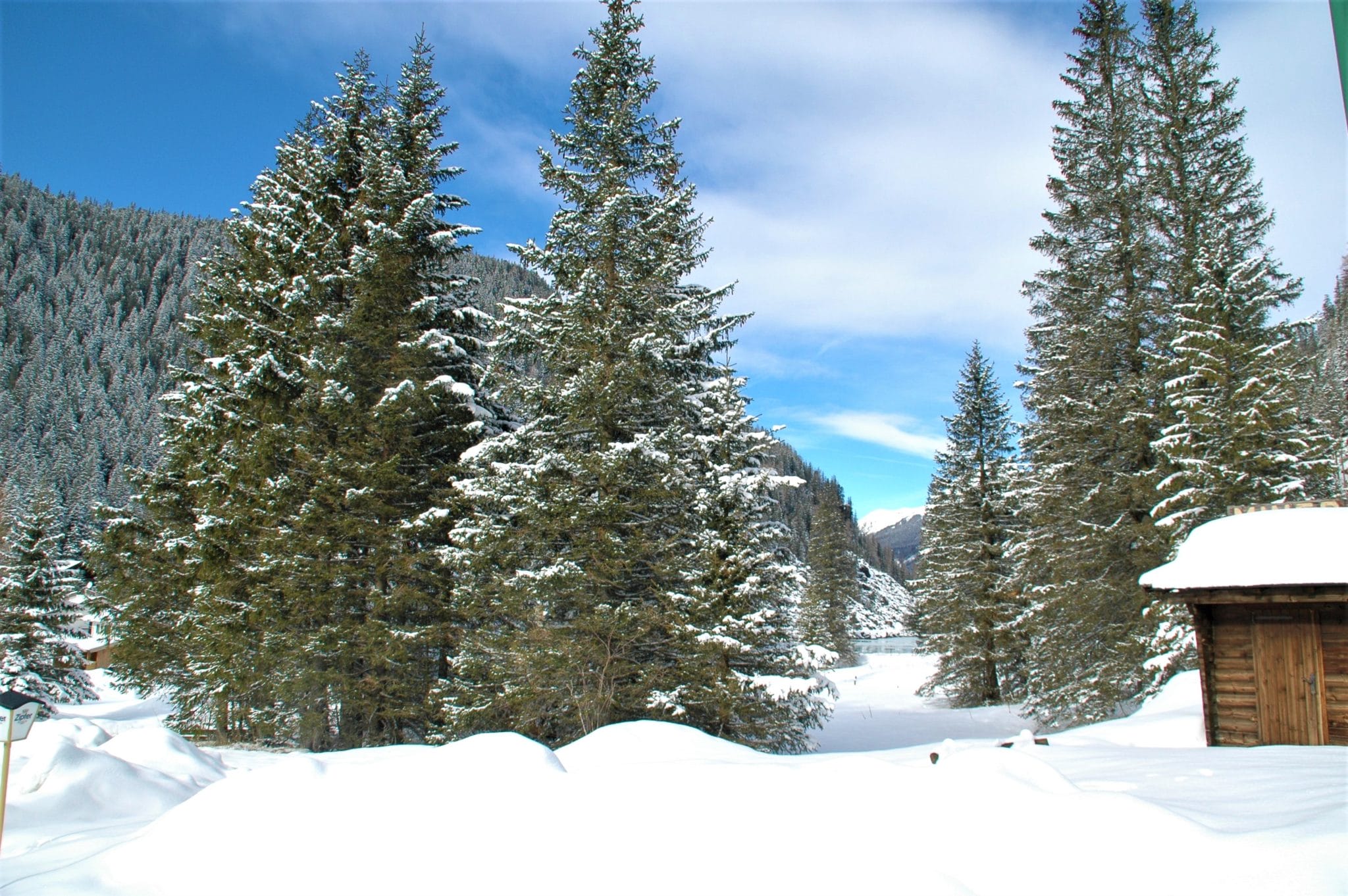 Heilsames aus Fichte (Picea abies) - Margaretha´s Kräuterwelt